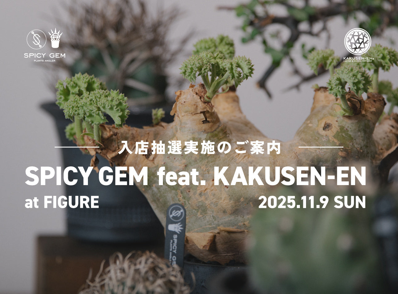 SPICY GEM feat. KAKUSEN-EN at FIGURE | FIGURE ONLINE (フィギュアオンライン) 【公式通販】